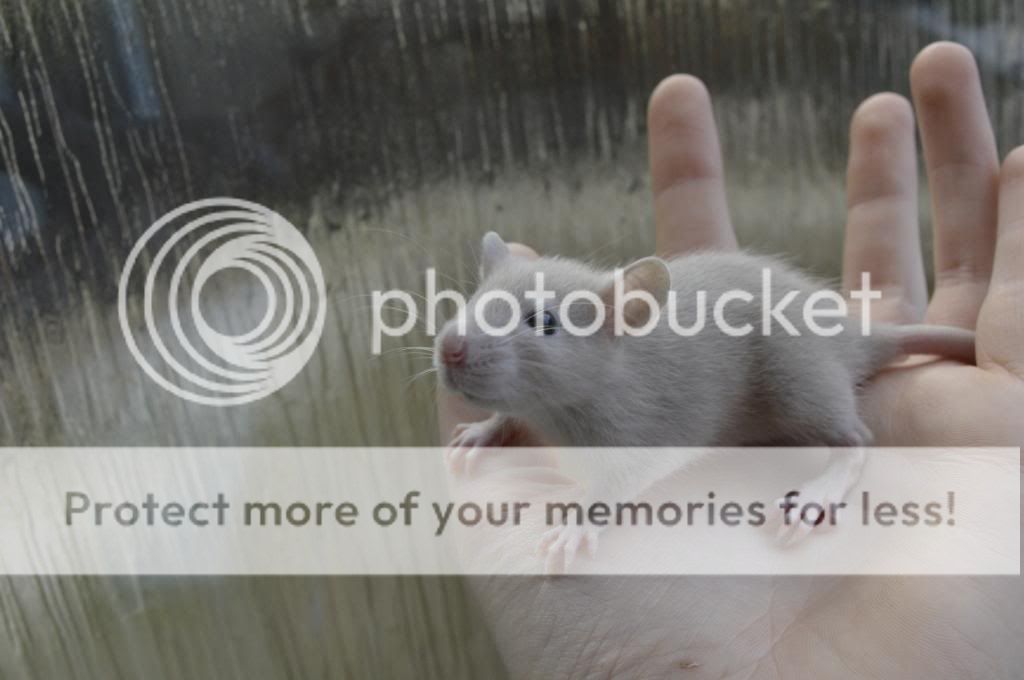 SW England - Gorgeous rats for sale! Variegated, russian dove and ...