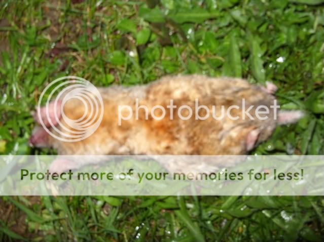 Yellow moles | The Stalking Directory