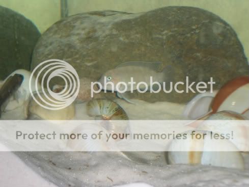 Post your *CUTEST* fish pictures. | Cichlid Fish Forum